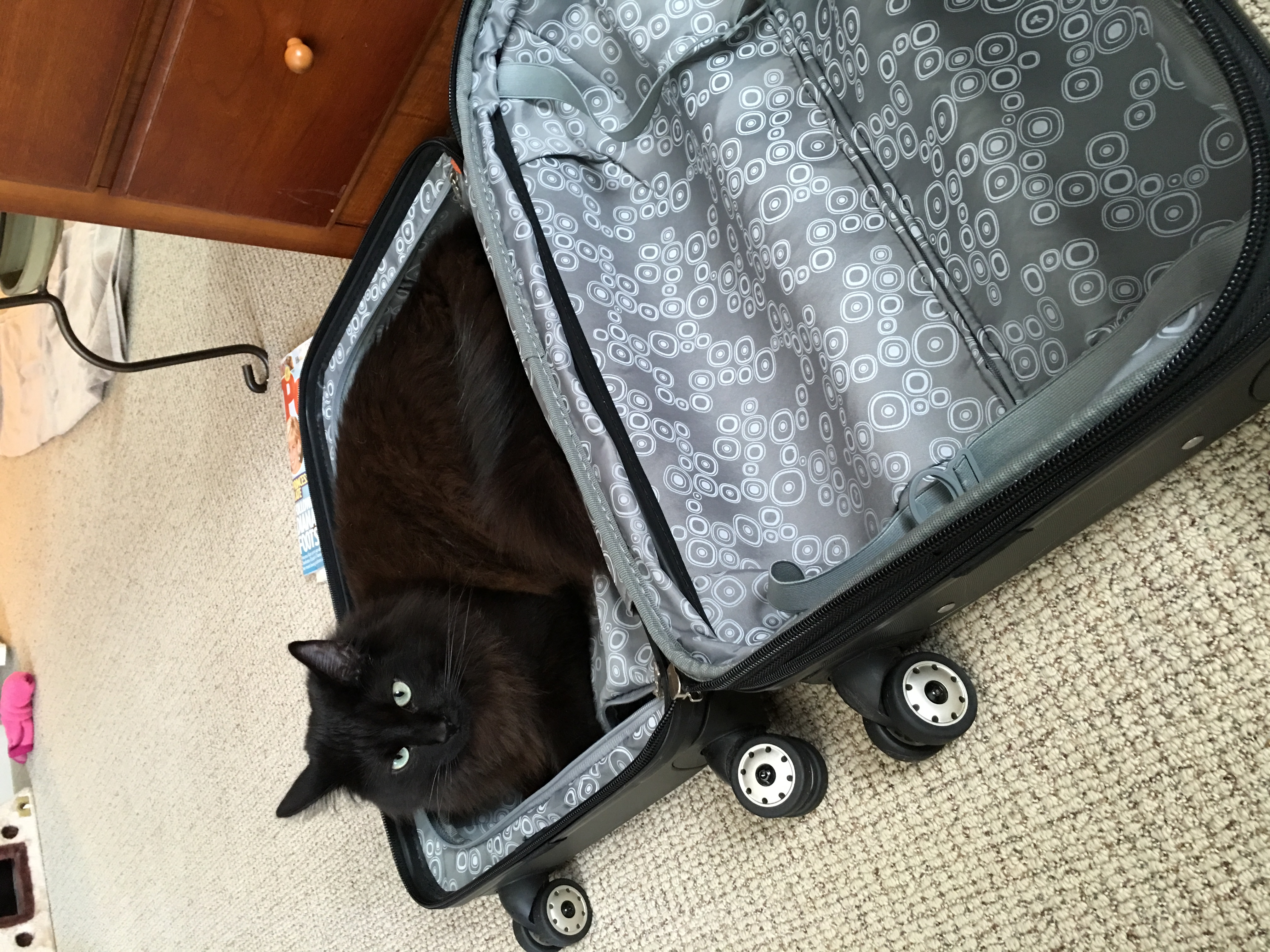 Evan Leong - Portfolio Website